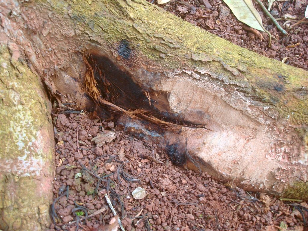 Durian Disease: Durian Pythium Root Rot - THEP WATANA