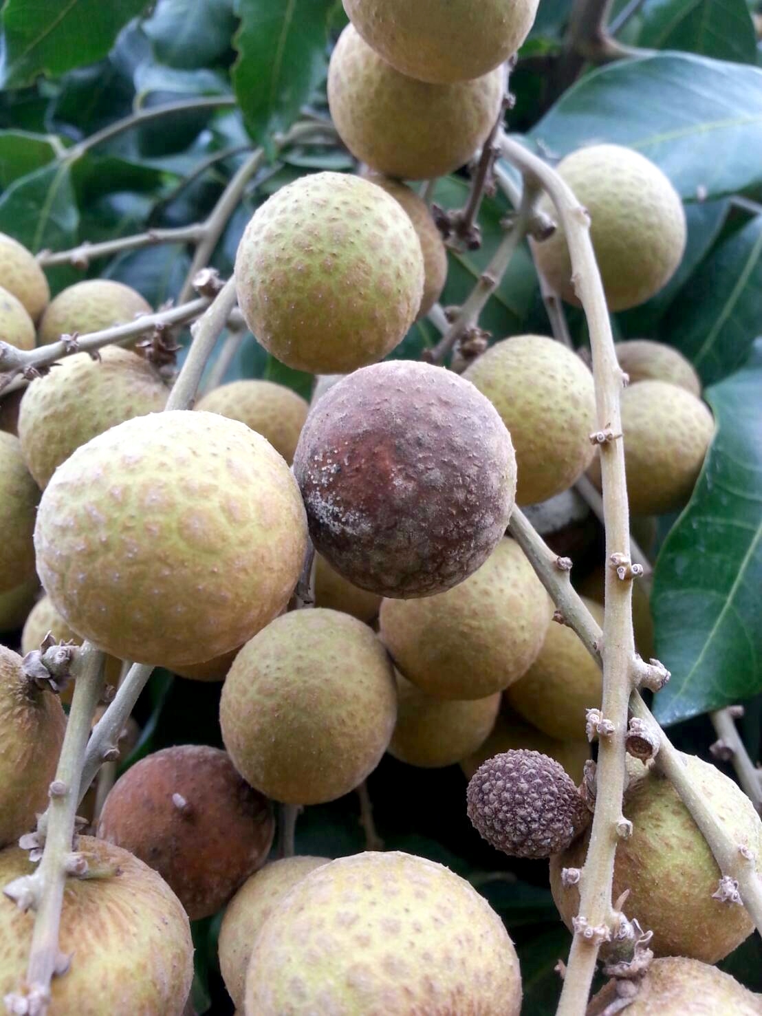Longan Disease: Downy mildew, Fruit Rot Disease – THEP WATANA