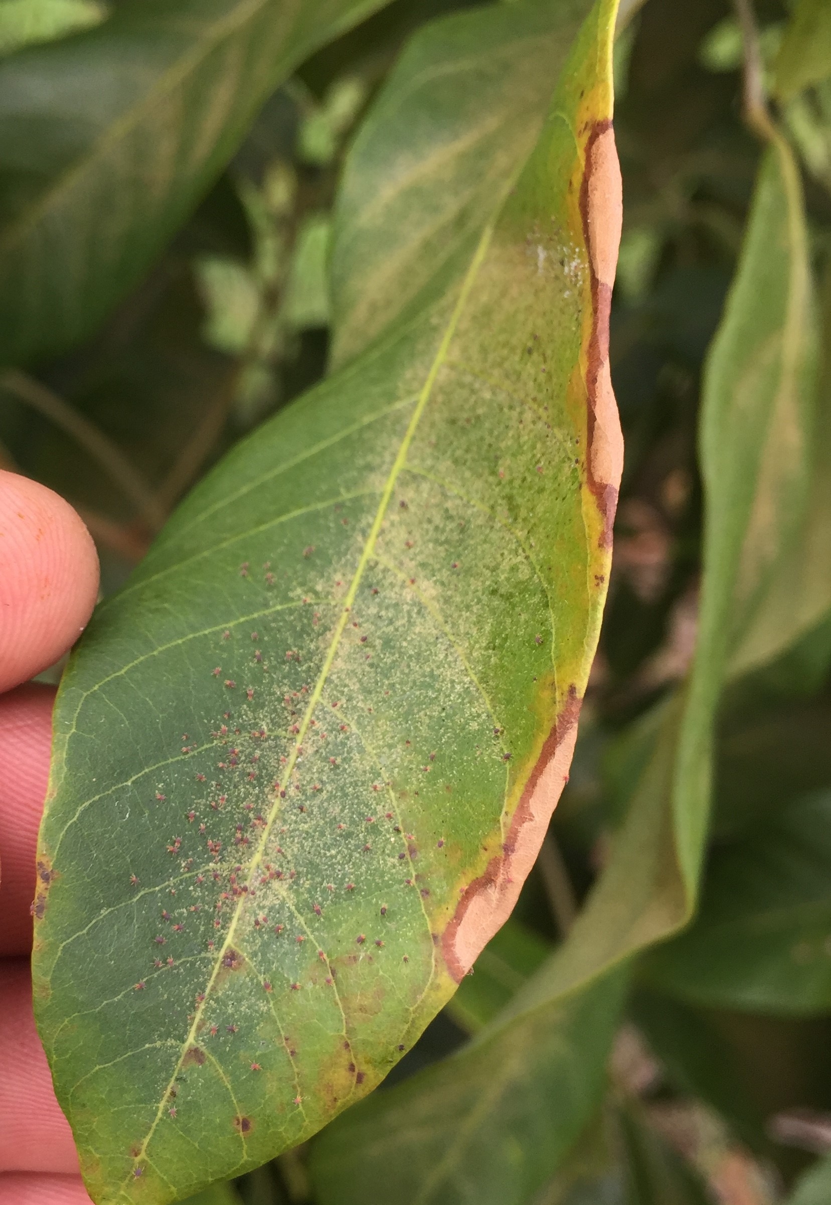 Longan Pest: African Red Mite – THEP WATANA