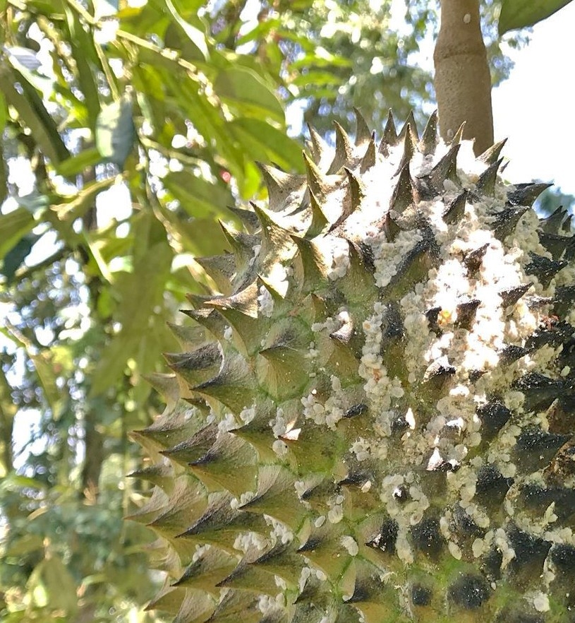 Durian Pest: Jack Beardsley Mealybug, Melon Thrips, Scales Insect ...