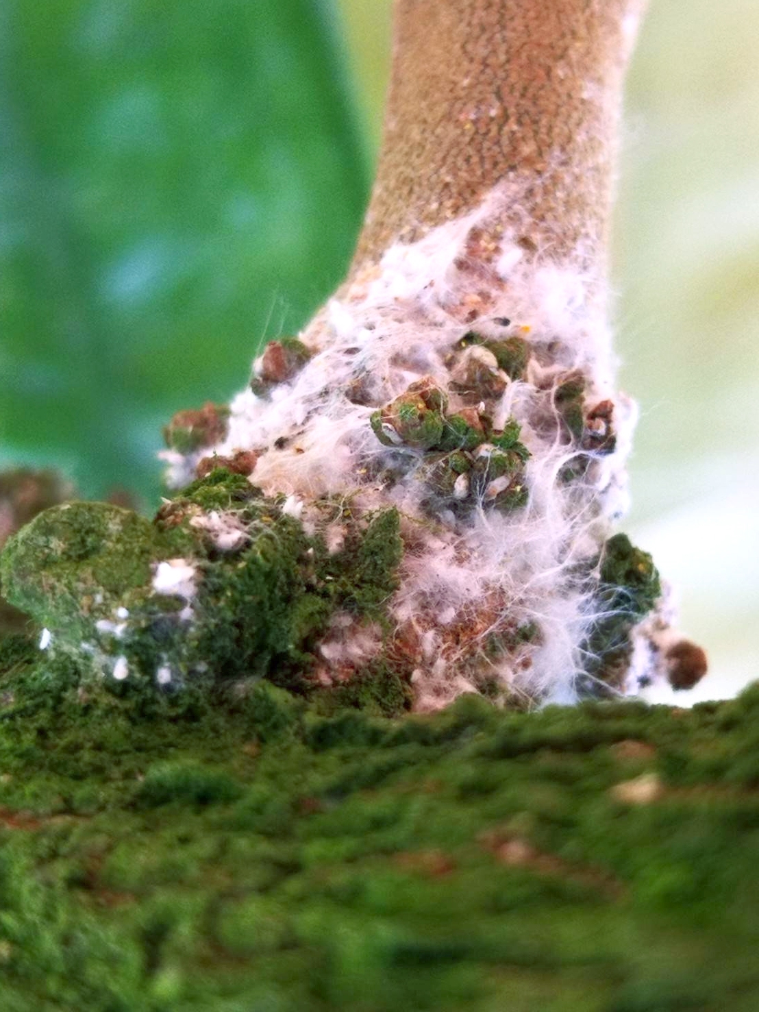 Durian Pest: Jack Beardsley Mealybug, Melon Thrips, Scales Insect ...