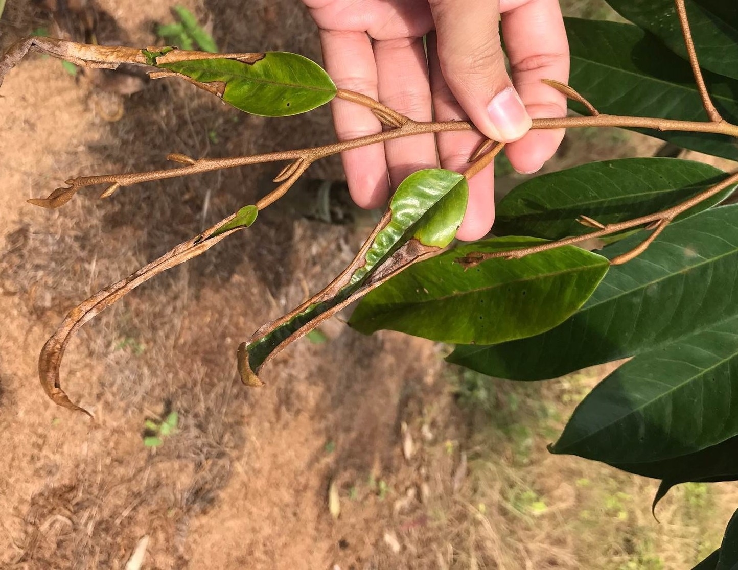 Durian Pest: Thrips – THEP WATANA