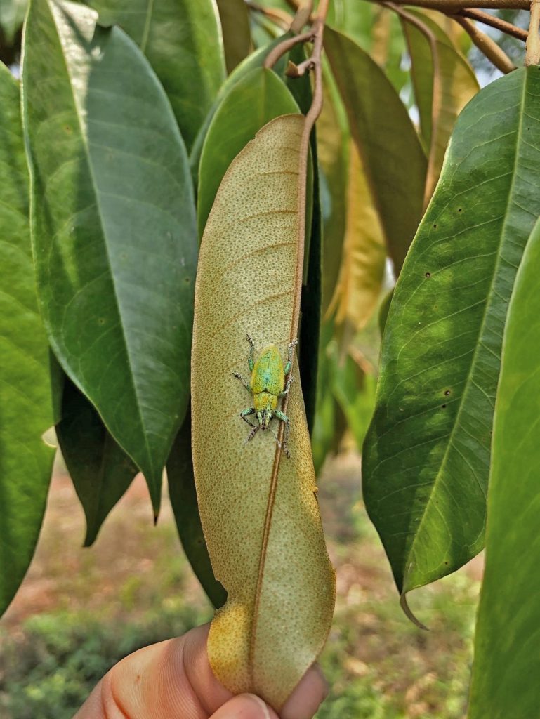 Durian Pest: Green Weevil (H. squamosus Fabricius) – THEP WATANA