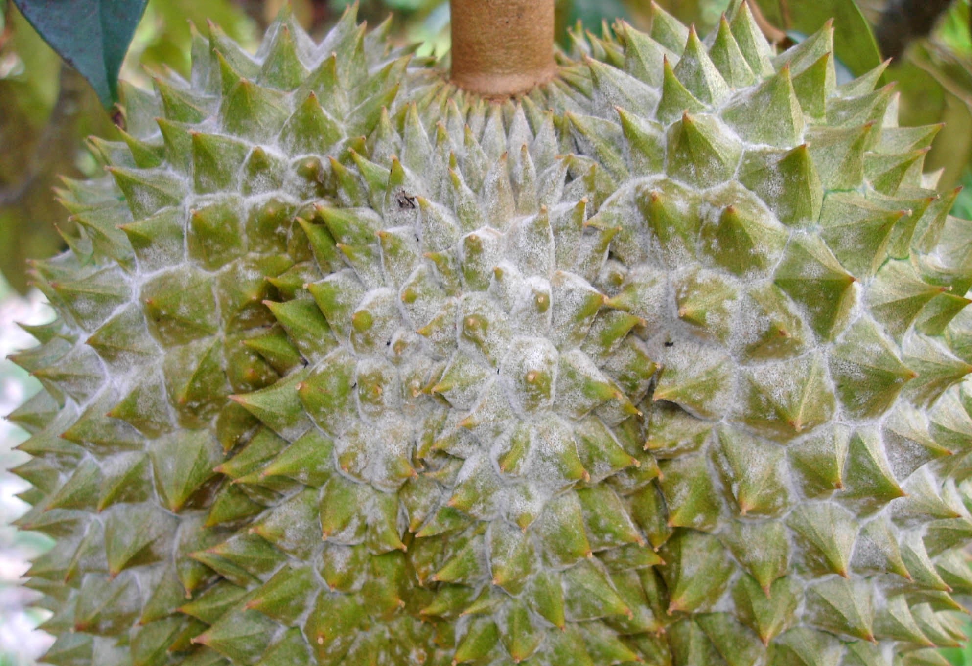 Durian Disease: Powdery Mildew - THEP WATANA