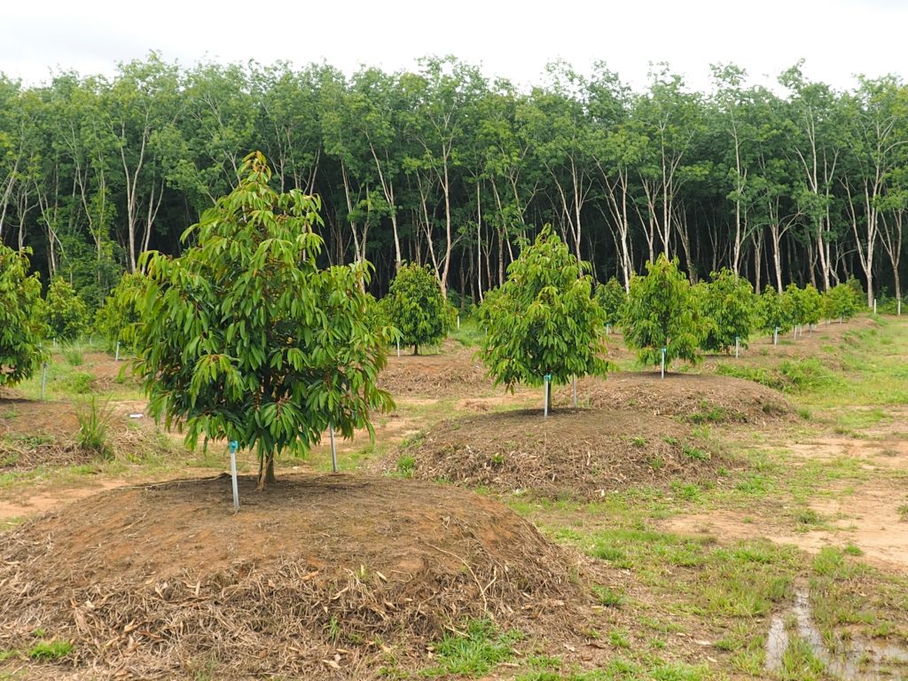 How to Plant Durian Seedling - THEP WATANA